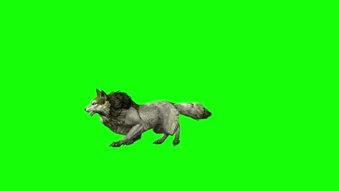 Green zombie Wolf KT roar green screen... | Stock Video | Pond5