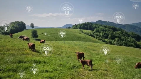 Greenhouse gases and CO2 emitted by cows... | Stock Video | Pond5