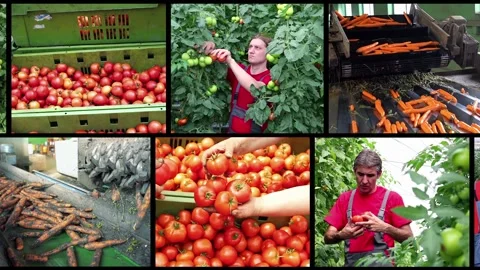 Greenhouse Vegetable Production and Post... | Stock Video | Pond5