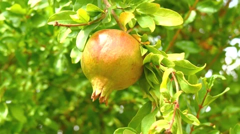 Grenade Tree Stock Videos – Royalty-Free HD & 4K Videos