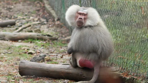 Baboon Images Stock Videos – Royalty-Free HD & 4K Videos | Pond5
