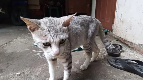 Cast If Cat Stock Videos – Royalty-Free HD & 4K Videos | Pond5