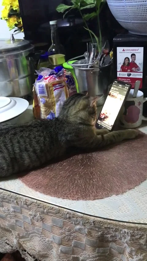 Videos Of Rhea Stock Videos – Royalty-Free HD & 4K Videos