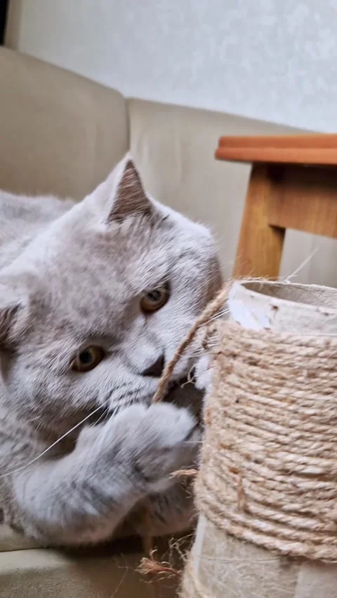 Cat Scratching Rope Stock Videos – Royalty-Free HD & 4K Videos | Pond5