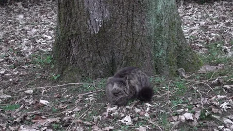 Grey cat laying on dead leaves in front ... | Stock Video | Pond5