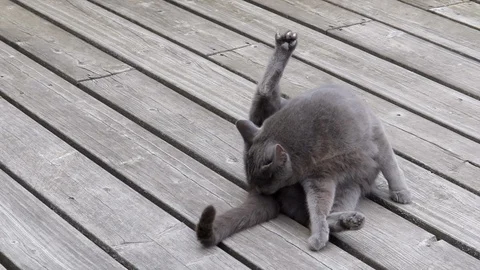 Grey Cat Licking His Butt On The Deck. | Stock Video | Pond5