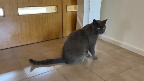 Cat Meow Sound Stock Footage ~ Royalty Free Stock Videos | Pond5