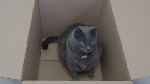 grey cat stares out from inside a cardbo... | Stock Video | Pond5