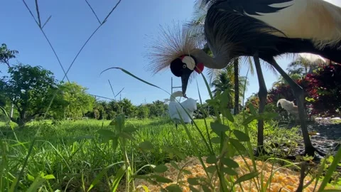Grey crown crane bird eating corn with s... | Stock Video | Pond5