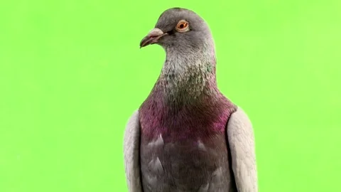 Dove Green Screen Stock Video Footage | Royalty Free Dove Green Screen ...