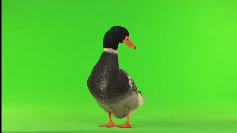 grey duck on a green screen | Stock Video | Pond5