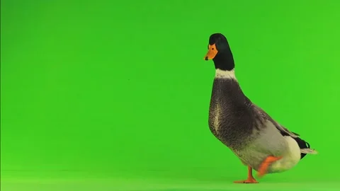 Duck On Green Screen Stock Footage ~ Royalty Free Stock Videos | Pond5