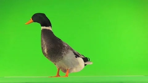 grey duck on a green screen | Stock Video | Pond5