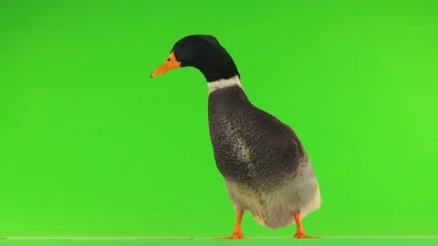 grey duck on a green screen | Stock Video | Pond5