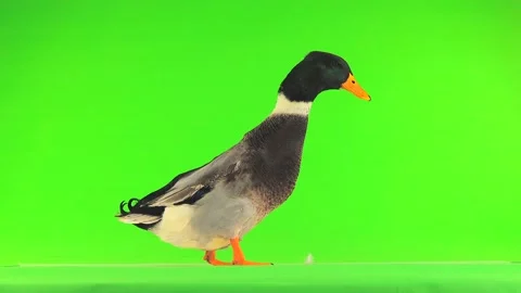grey duck quack on a green screen | Stock Video | Pond5