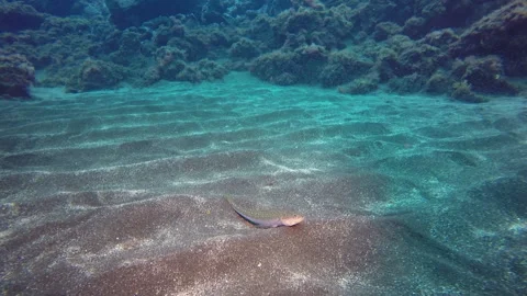 Grey fish swims away rapidly underwater ... | Stock Video | Pond5
