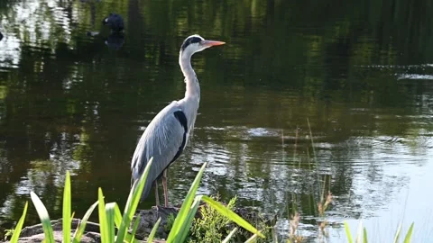 Very Still Stock Videos – Royalty-Free HD & 4K Videos