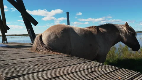 Grey Konik horse scratching it's butt ag... | Stock Video | Pond5