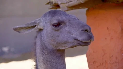 Lama Grey Stock Videos – Royalty-Free HD & 4K Videos