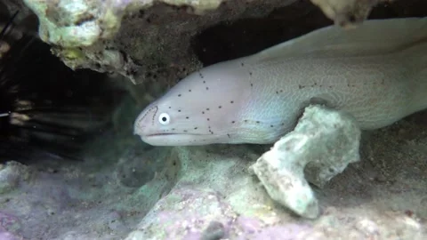 Grey Moray eel (Gymnothorax griseus) , R... | Stock Video | Pond5