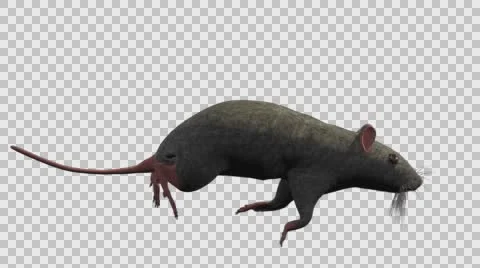 Grey Mouse Running - Right View - With E... | Stock Video | Pond5