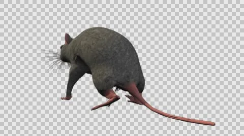 Mouse Walking Stock Videos – Royalty-Free HD & 4K Videos