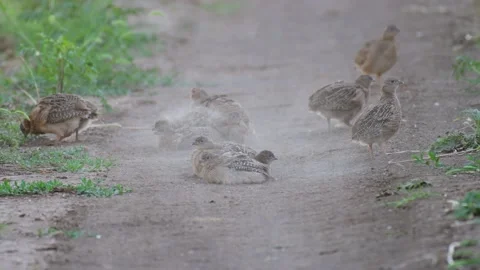 Partridge Stock Video Footage | Royalty Free Partridge Videos | Pond5