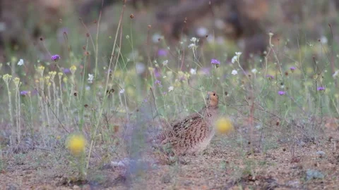 Partridge Stock Video Footage | Royalty Free Partridge Videos | Pond5