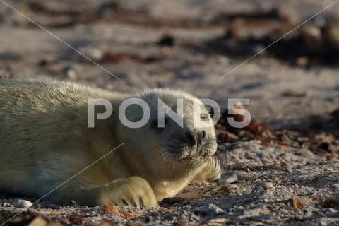 Grey Seal (Halichoerus grypus) Pup Helgoland Germany Gray Seal ...