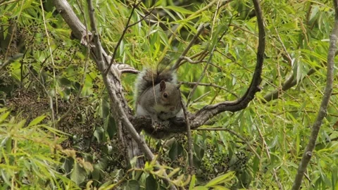 Very Still Stock Videos – Royalty-Free HD & 4K Videos