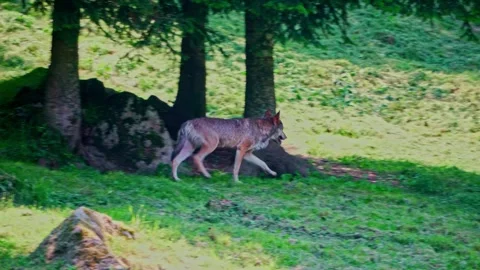Grey Wolf (Canis lupus wolves) | Stock Video | Pond5