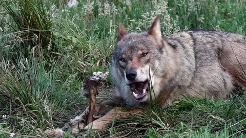 Stock Video Footage | Royalty Free Videos | Pond5