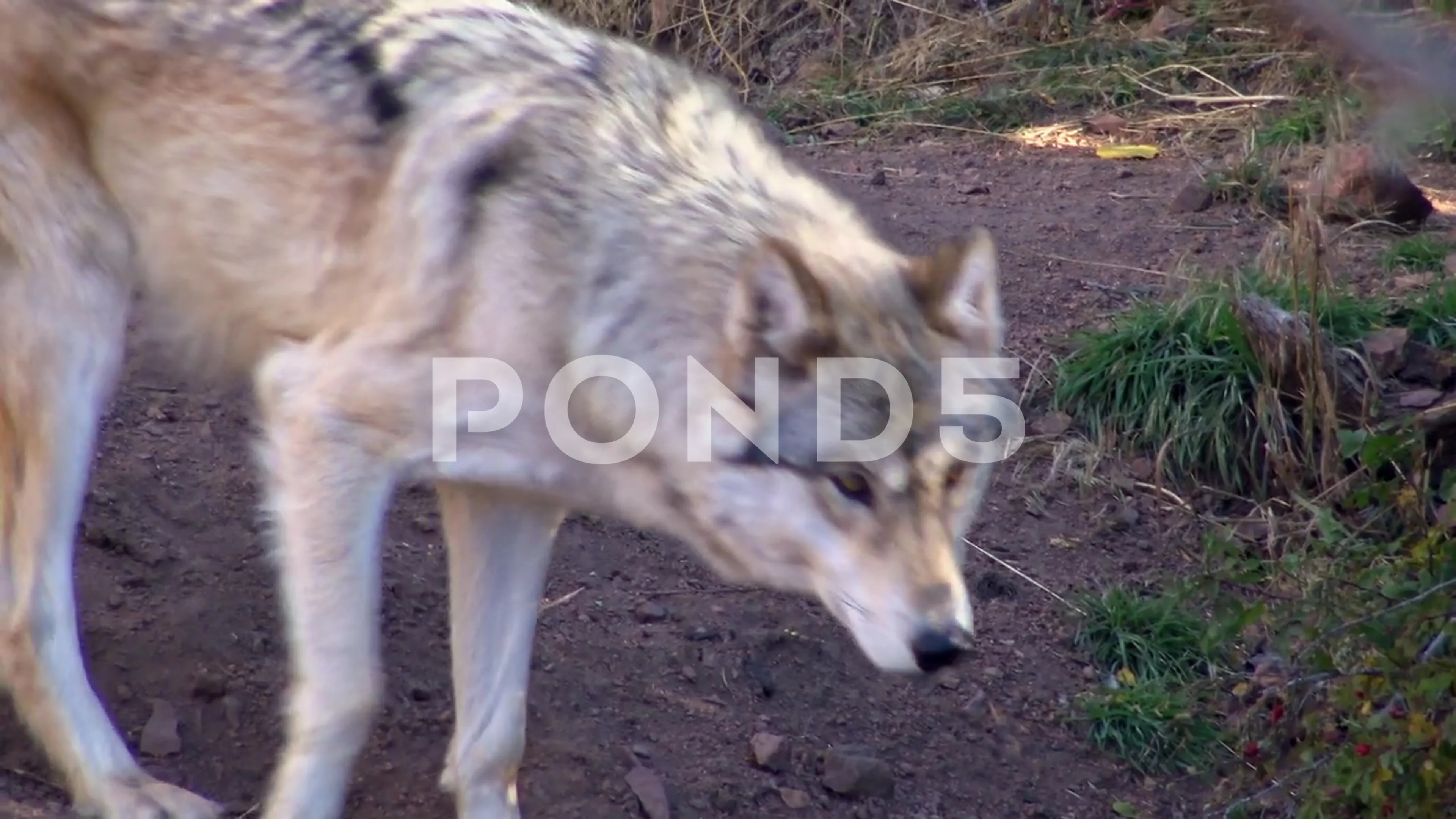 Gray Wolf Running Side View
