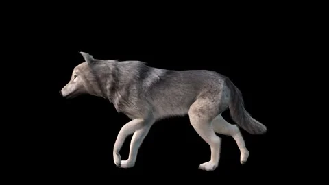 A grey wolf walking loop on black backgr... | Stock Video | Pond5