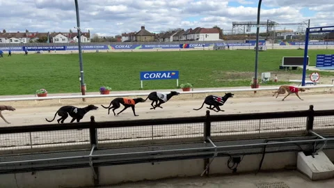 Greyhound Racing Stock Videos – Royalty-Free HD & 4K Videos | Pond5