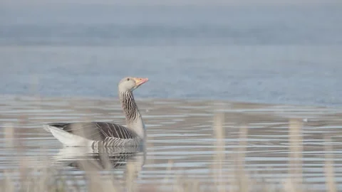 Goose Mating Call Stock Video Footage | Royalty Free Goose Mating Call ...