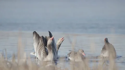 Goose Mating Call Stock Video Footage | Royalty Free Goose Mating Call ...