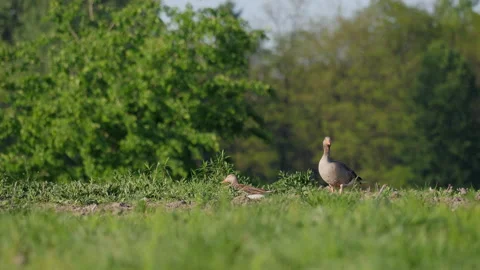 Greylag Goose on the Frog Pits ponds. An... | Stock Video | Pond5