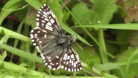 Skipper Butterfly Stock Videos – Royalty-Free HD & 4K Videos