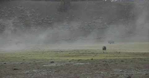 Grizzly Bear and Mist Steam Vapor Fog in... | Stock Video | Pond5