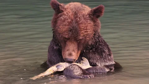 Grizzly bear. Big brown bear catching an... | Stock Video | Pond5