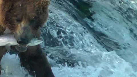 Grizzly Bear catches a fish in its mouth... | Stock Video | Pond5