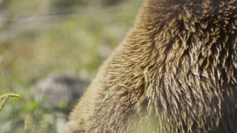 Grizzly bear close up of fur. Brown Bear... | Stock Video | Pond5