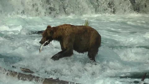 Grizzly bear eats salmon fish in raging ... | Stock Video | Pond5