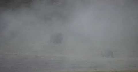 Grizzly Bear in Mist Steam Vapor Fog at ... | Stock Video | Pond5