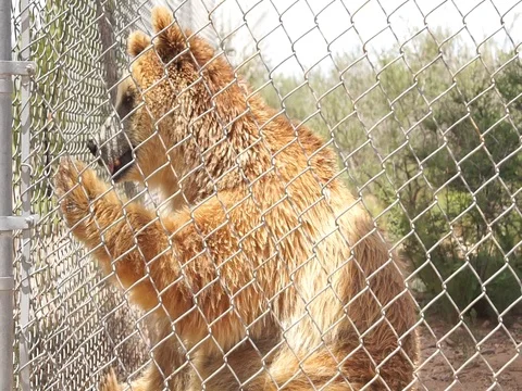Grizzly Bear In Open Cage (Wildlife Anim... | Stock Video | Pond5