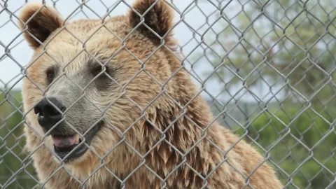 Grizzly Bear In Open Cage (Wildlife Anim... | Stock Video | Pond5