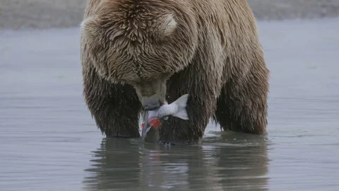 Grizzly Bear Alaska Stock Video Footage | Royalty Free Grizzly Bear ...