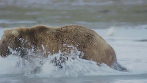Grizzly Bear Racing Through Water Trying... | Stock Video | Pond5