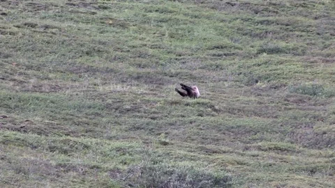 Grizzly Bear Rolling Down A Hill At Dena... | Stock Video | Pond5